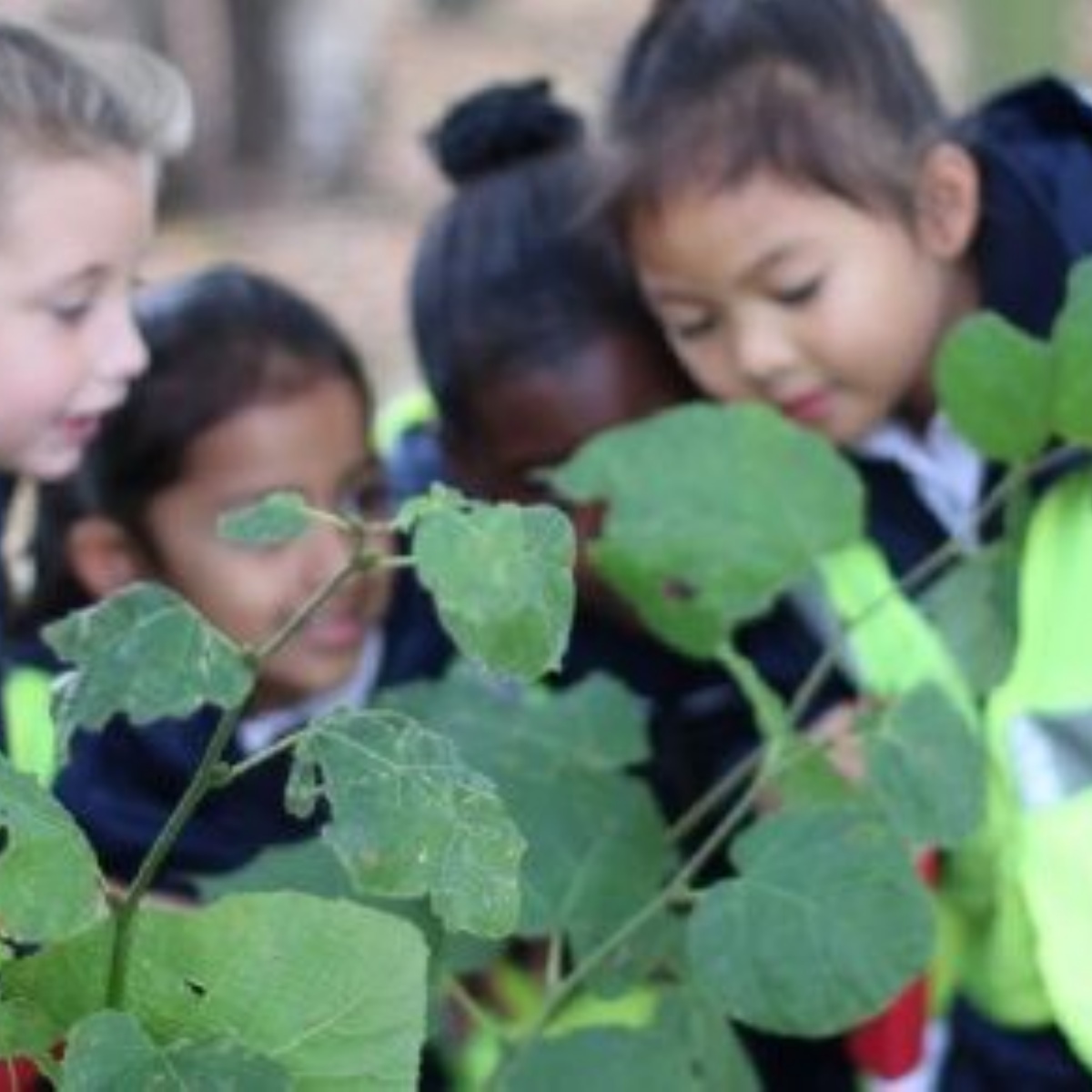 Ranelagh Primary School - Ranelagh earns another prestigious award - Gold Primary Geography ...